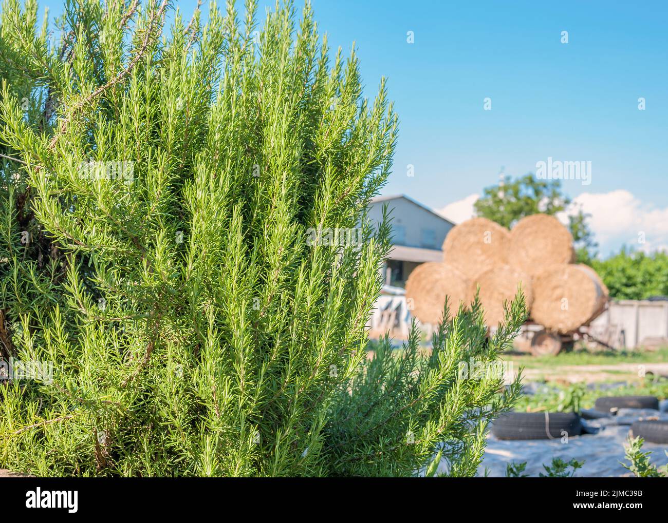 Rosemary texture hi-res stock photography and images - Alamy