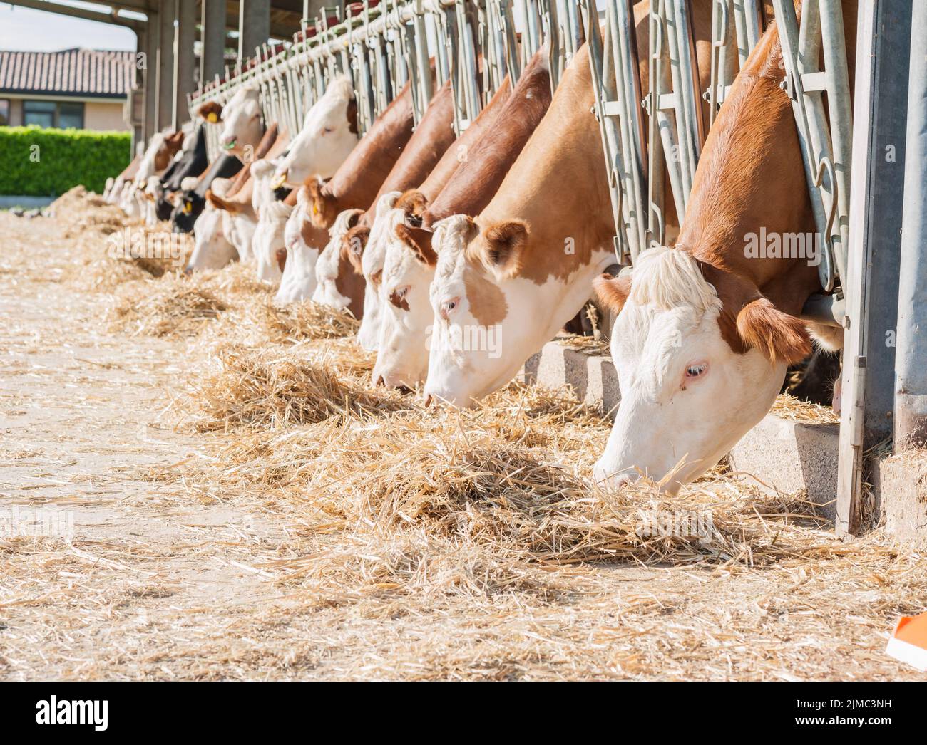 Cows eating hay in cowshed Stock Photo - Alamy