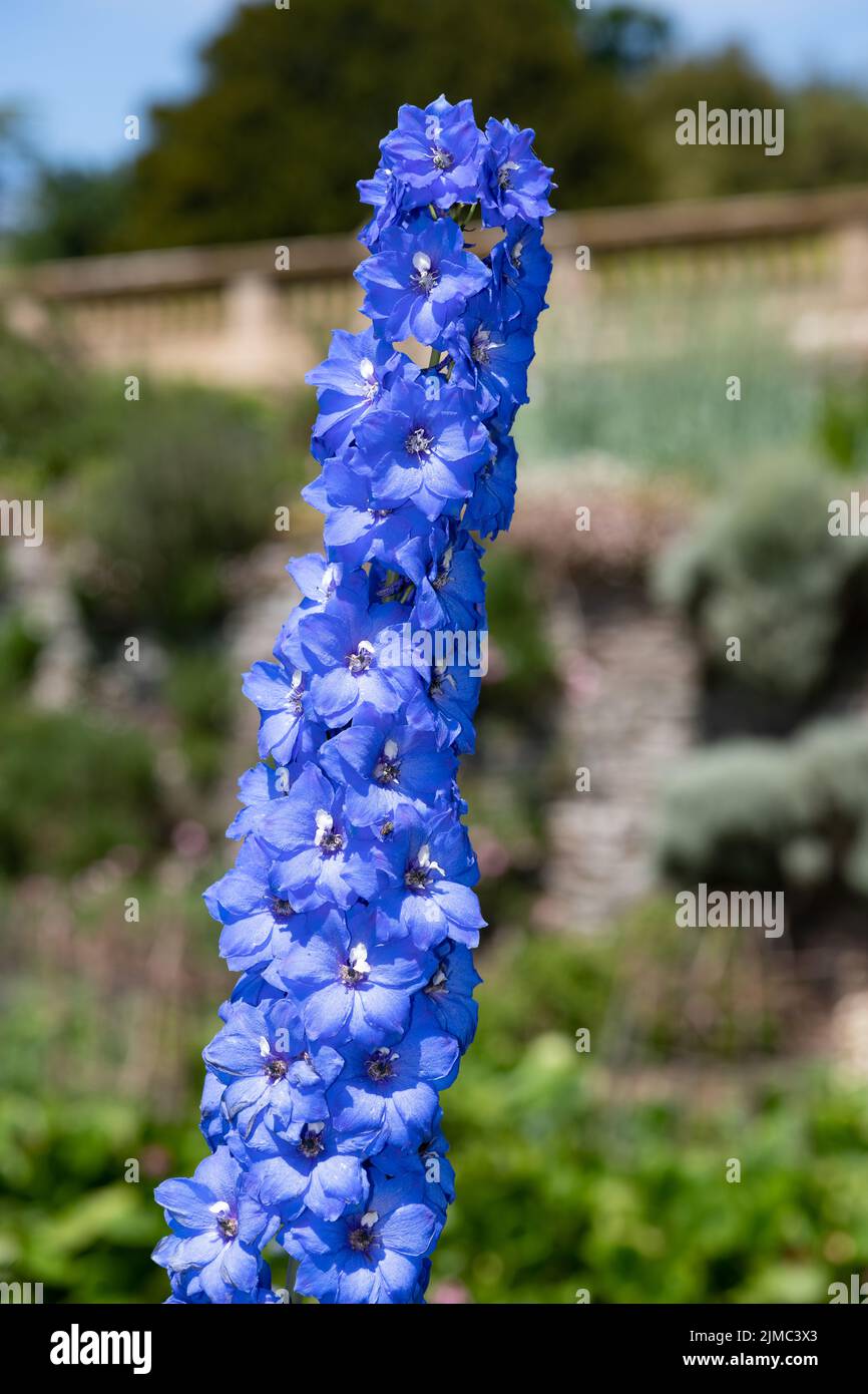 Close up of blue delphinium flowers in bloom Stock Photo - Alamy
