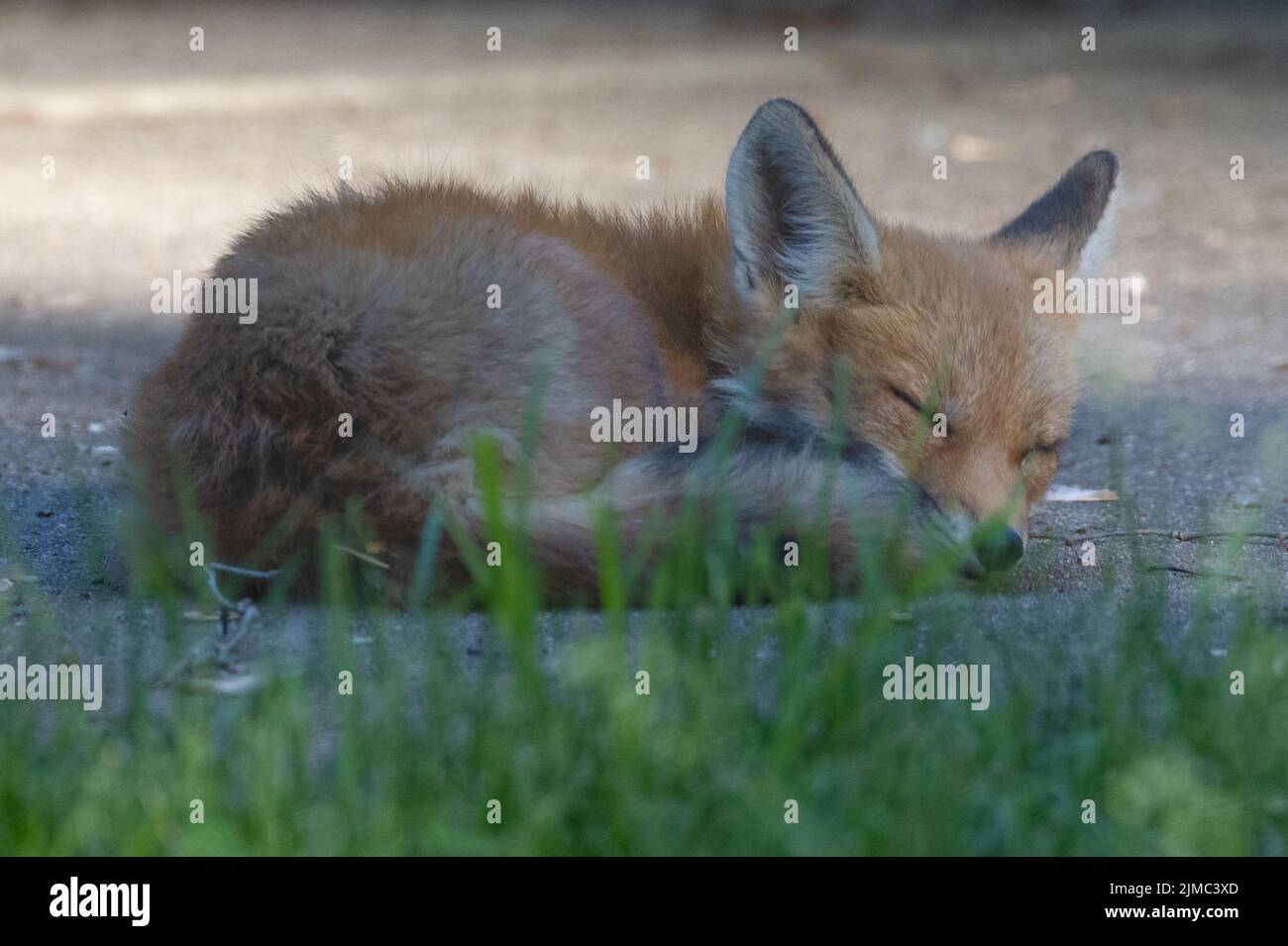 Little wild fox in hi-res stock photography and images - Alamy