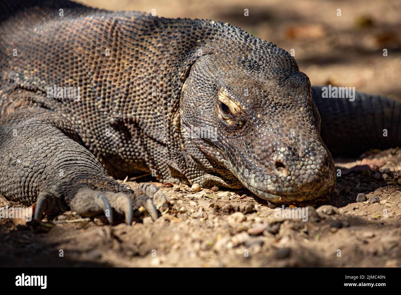 Large lizard hi-res stock photography and images - Alamy