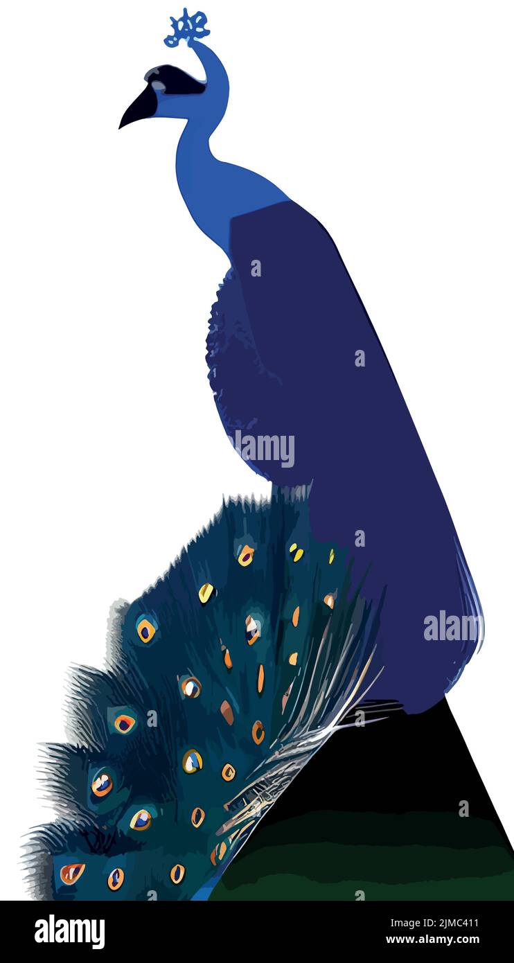 A peacock isolated on a white vertical background Stock Vector Image ...