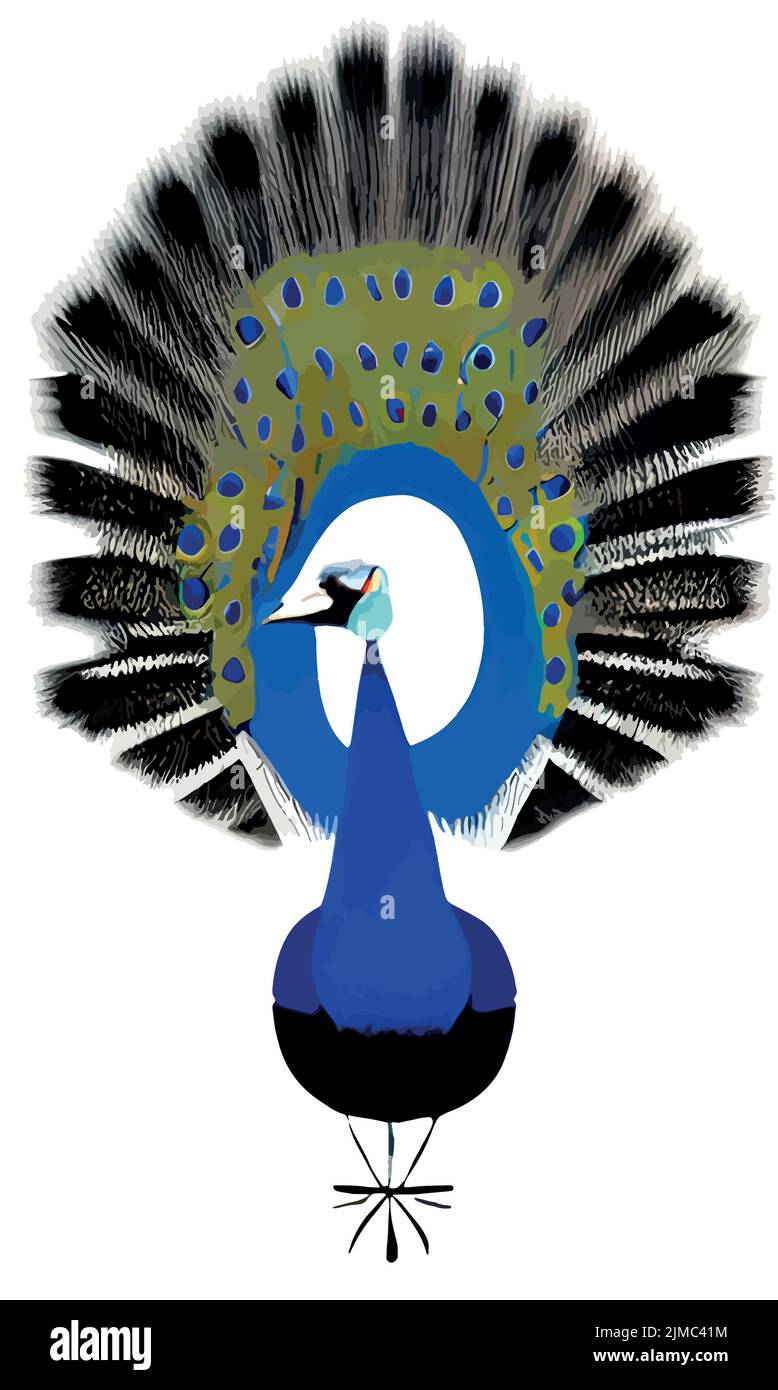 A peacock with an open tail isolated on a white vertical background ...