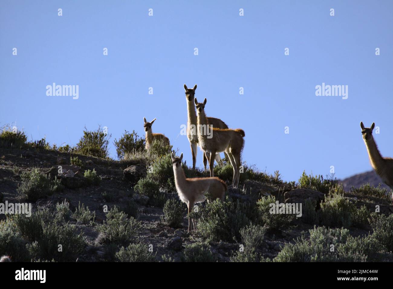 Family clan hi-res stock photography and images - Alamy