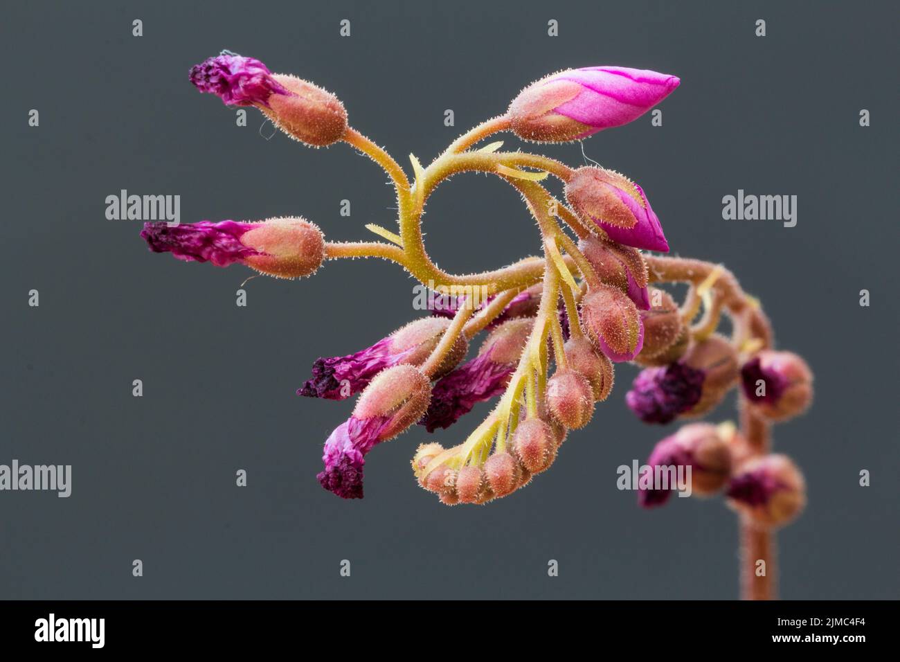 Cape Sundew, drosera capensis Buds flowers one bud at a time for 6 ...