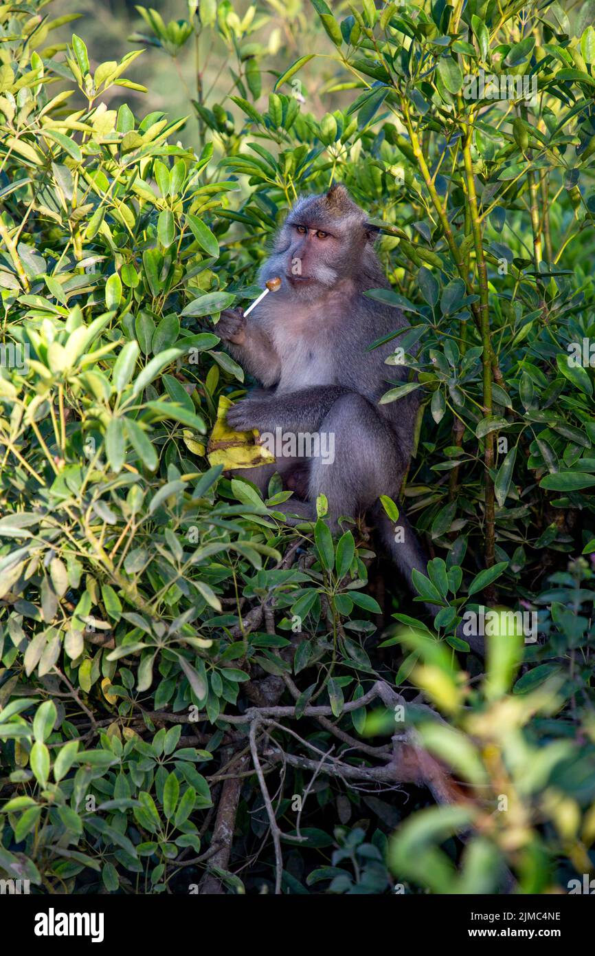 Monkey sucking hi-res stock photography and images - Alamy
