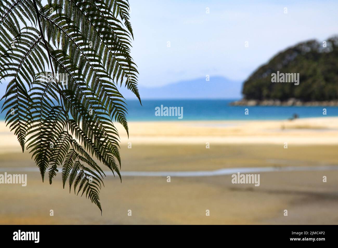 Sea fern hi-res stock photography and images - Alamy