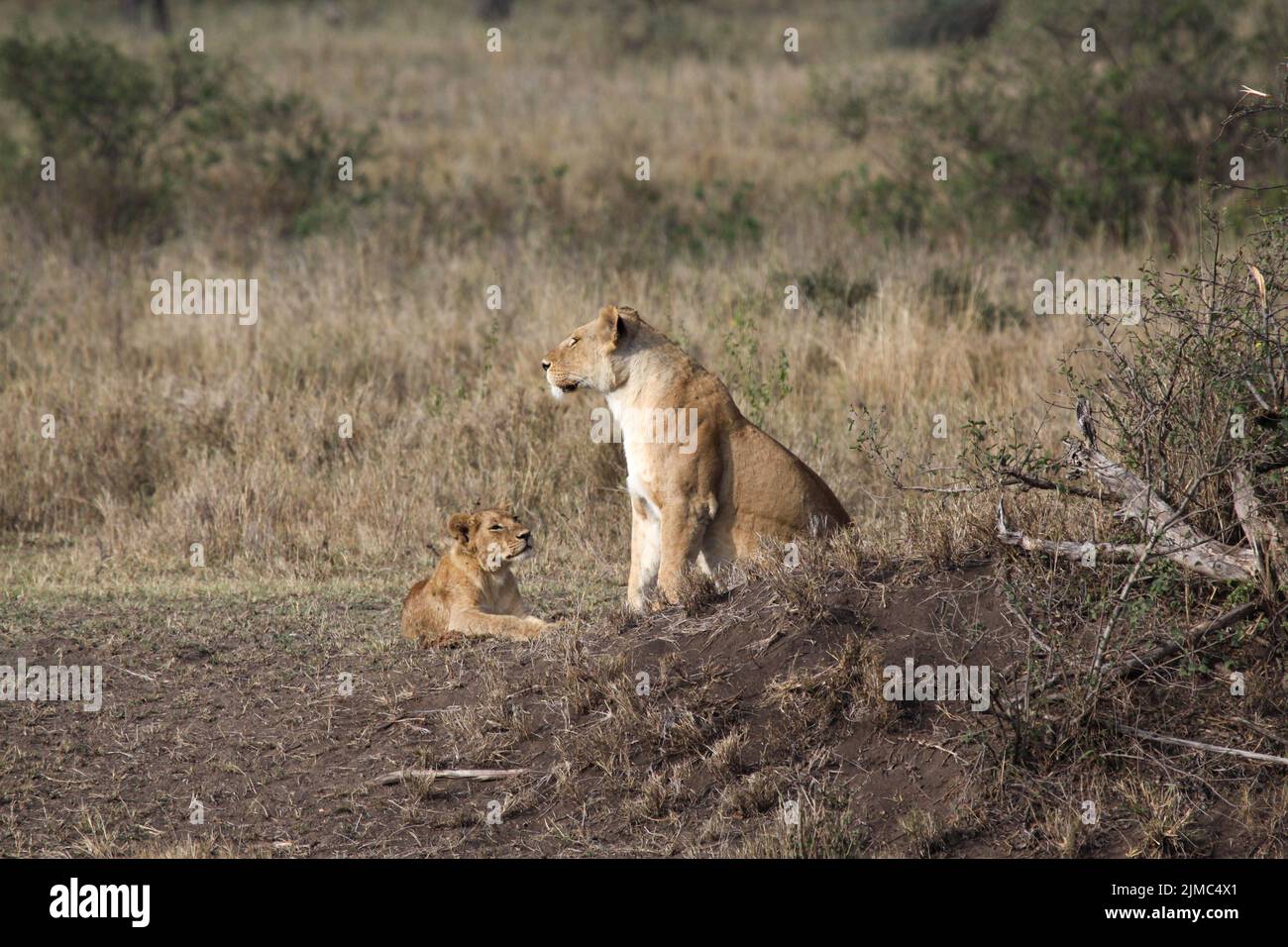 The Leo family Stock Photo - Alamy
