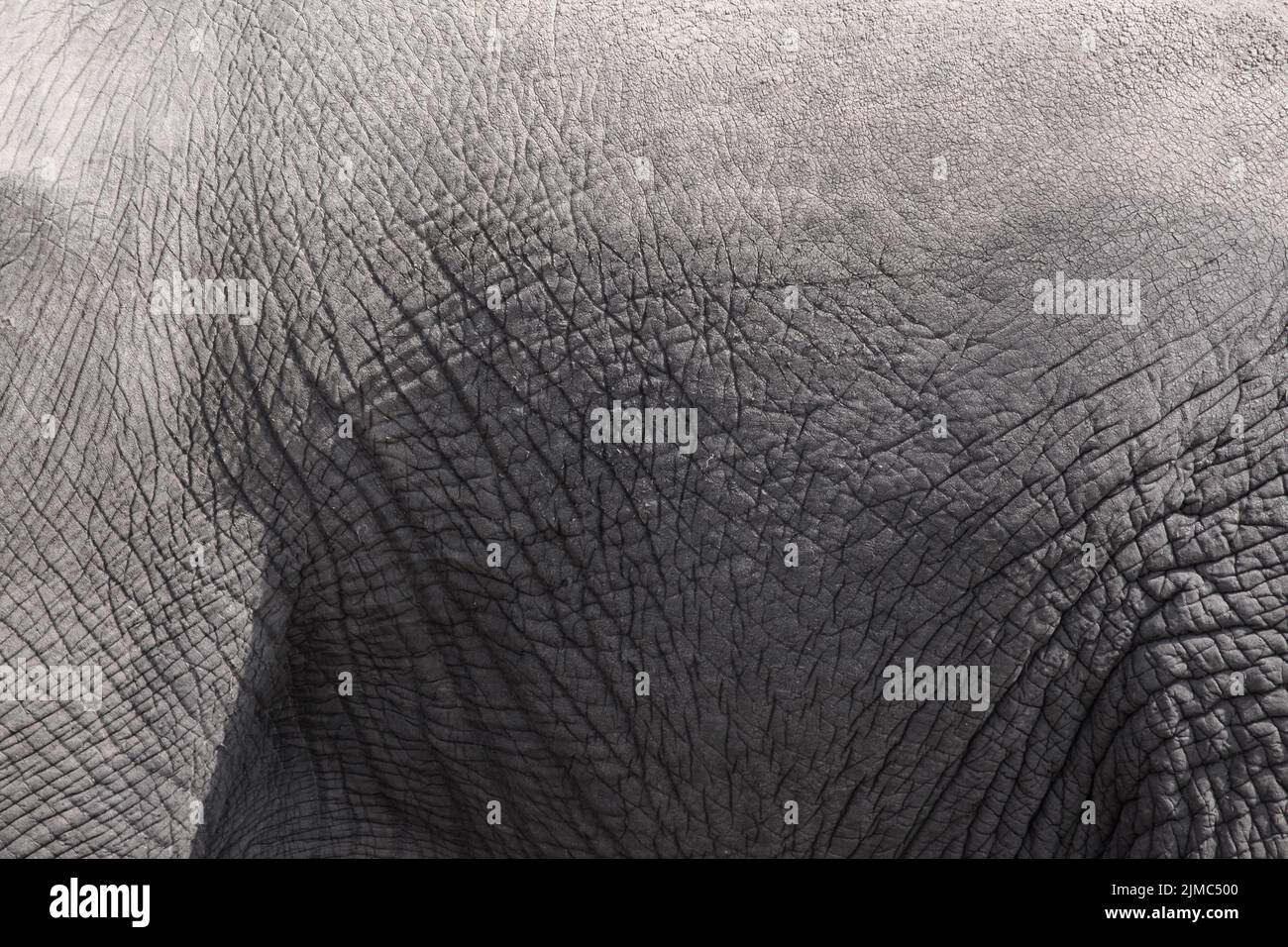 Elephant texture hi-res stock photography and images - Alamy