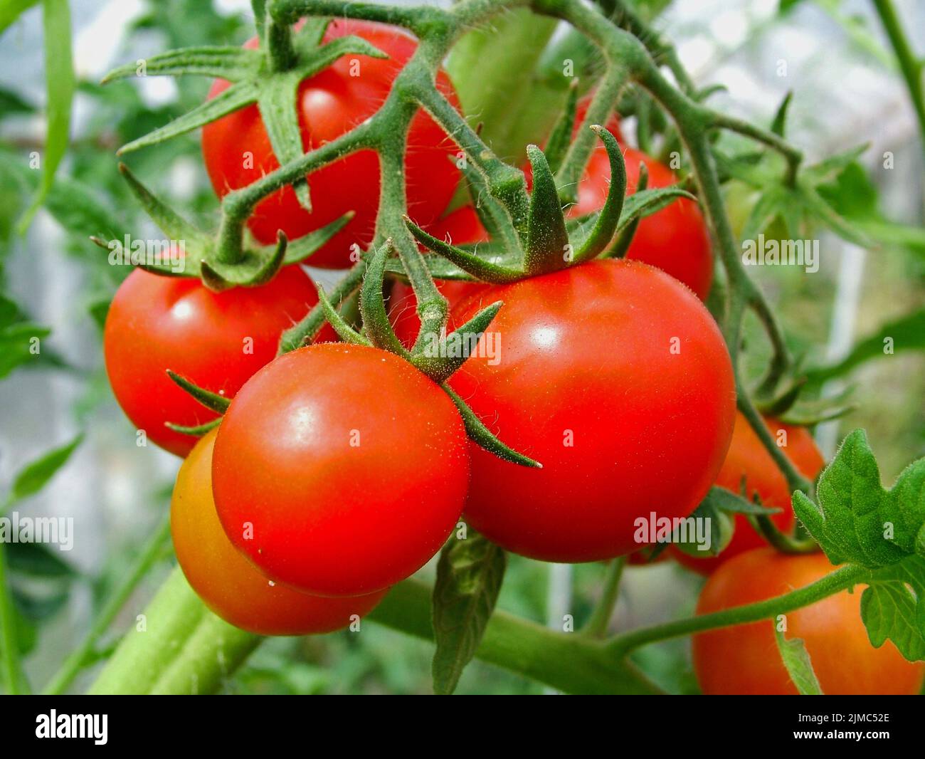 Thermophilic vegetables hi-res stock photography and images - Alamy