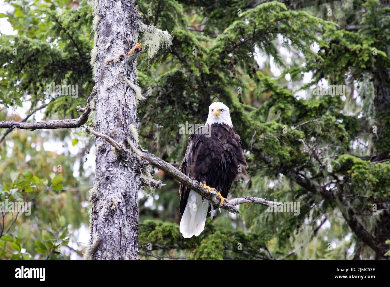 Animal crest hi-res stock photography and images - Alamy