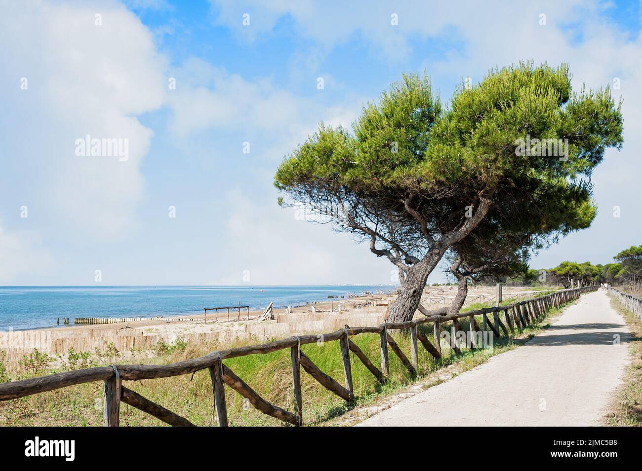 Marine landscape with tree and trail Stock Photo - Alamy