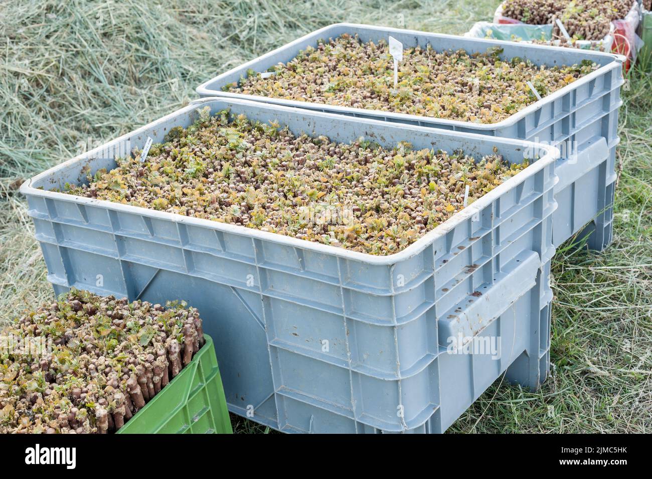 VCR rooted grafted vines in boxes Stock Photo - Alamy