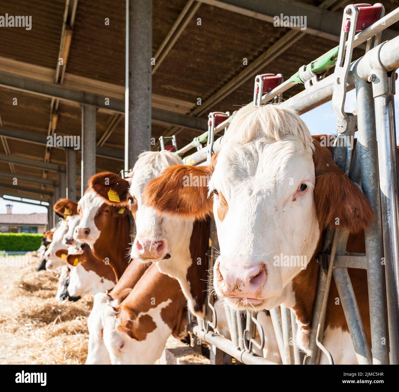 Cows eating hay dairy farm hi-res stock photography and images - Alamy