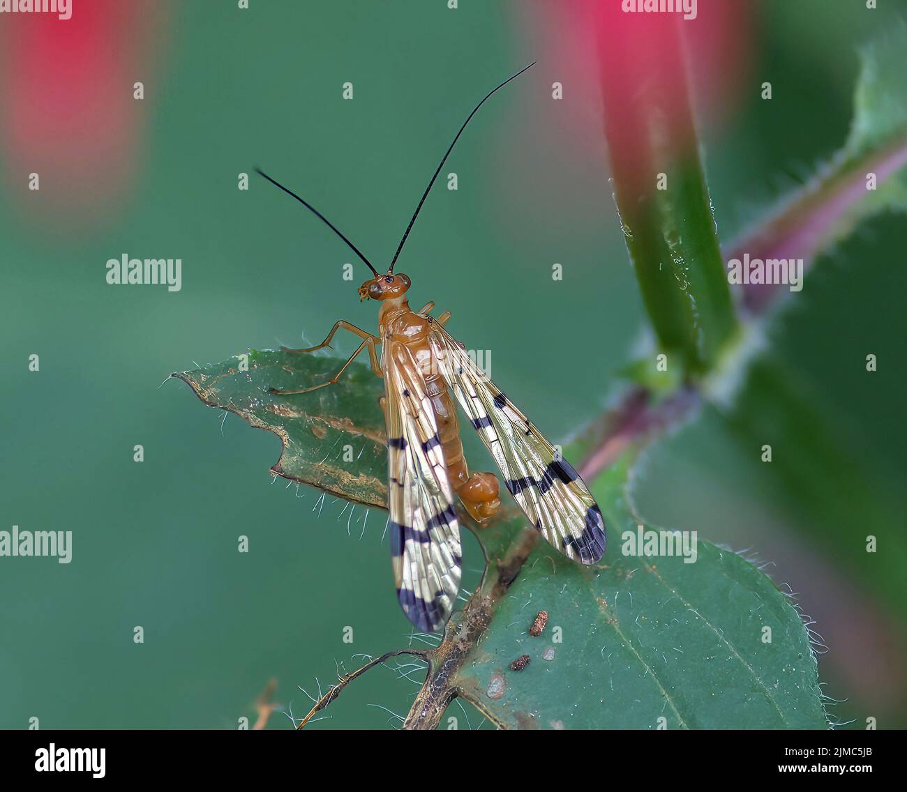 Scorpionfly (Mecoptera) sitting on a leaf in a southern Michigan garden ...