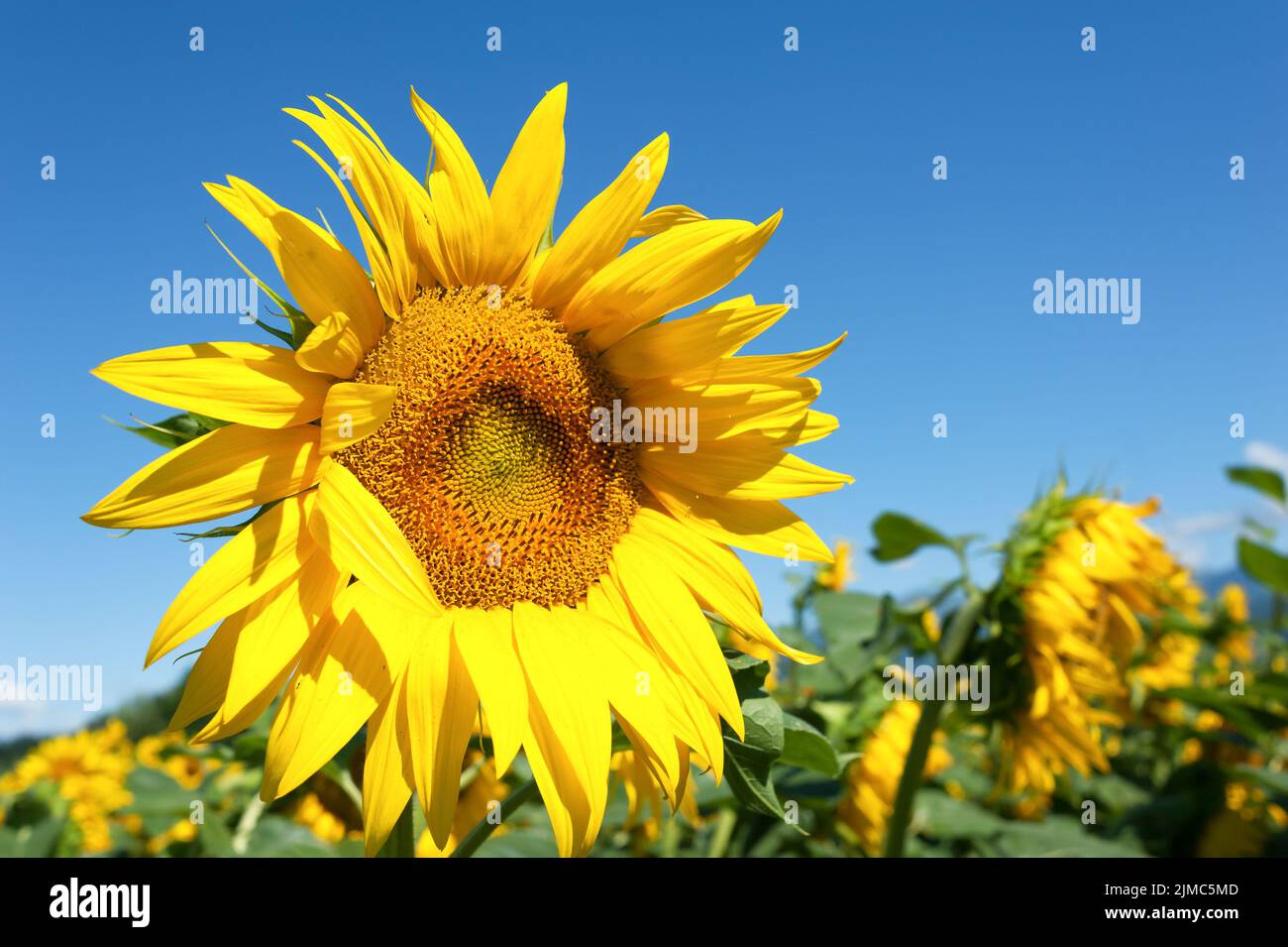 Close up blossom sunflower hi-res stock photography and images - Alamy