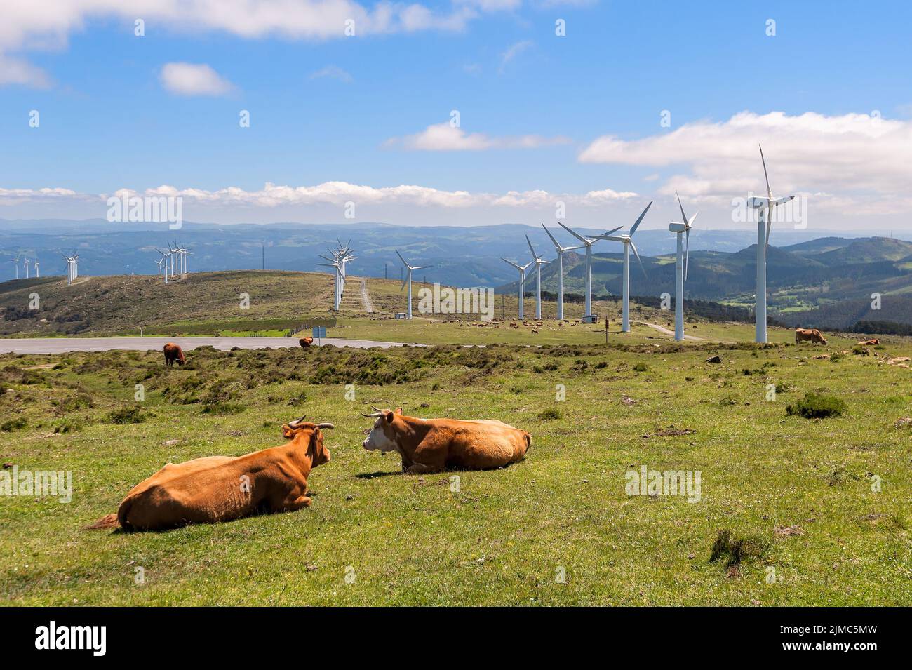 Cow eating grass in the meadow. On background the wind turbines for ...