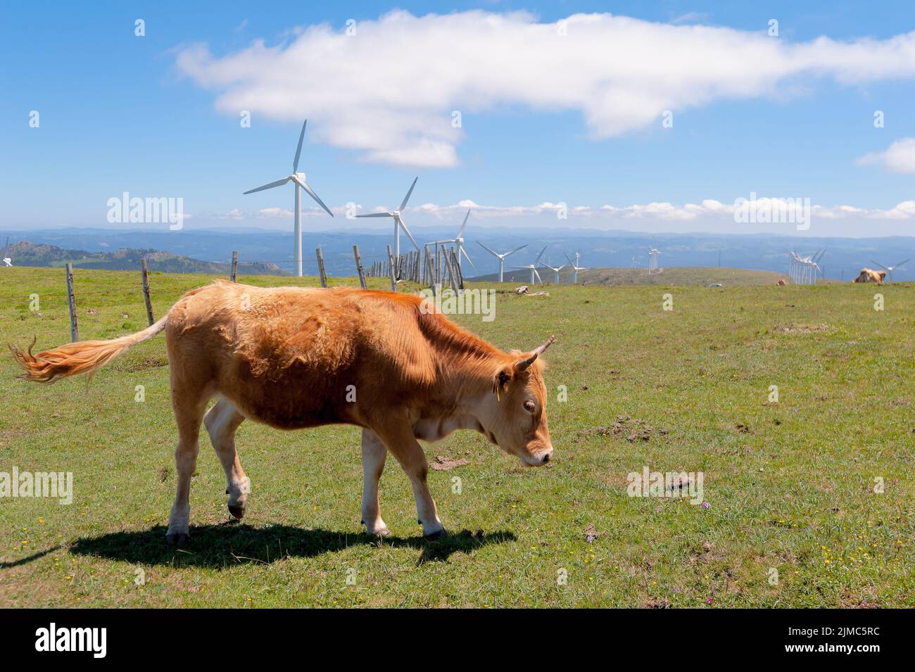 Cow eating grass in the meadow. On background the wind turbines for ...