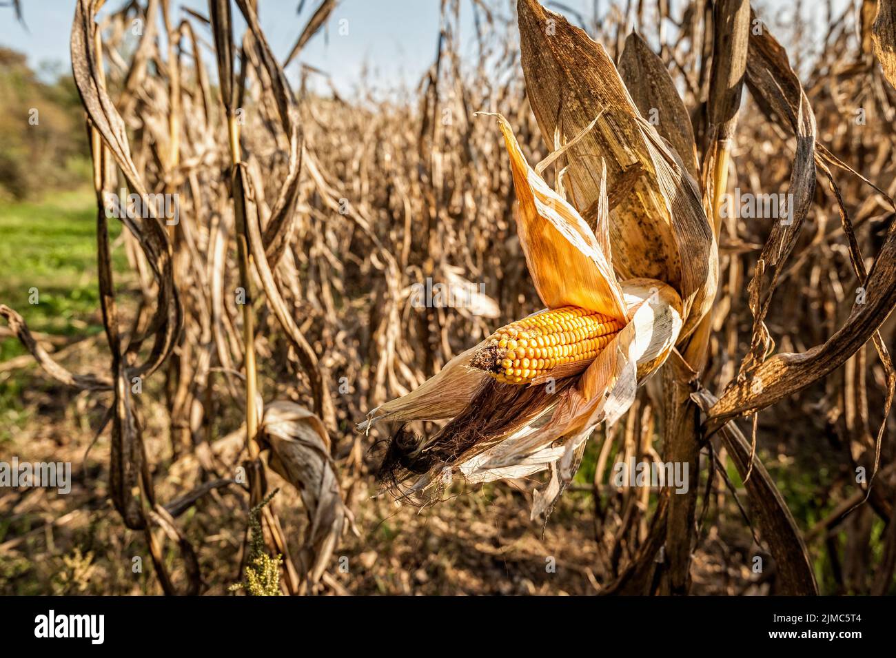 Corn field cob hi-res stock photography and images - Alamy
