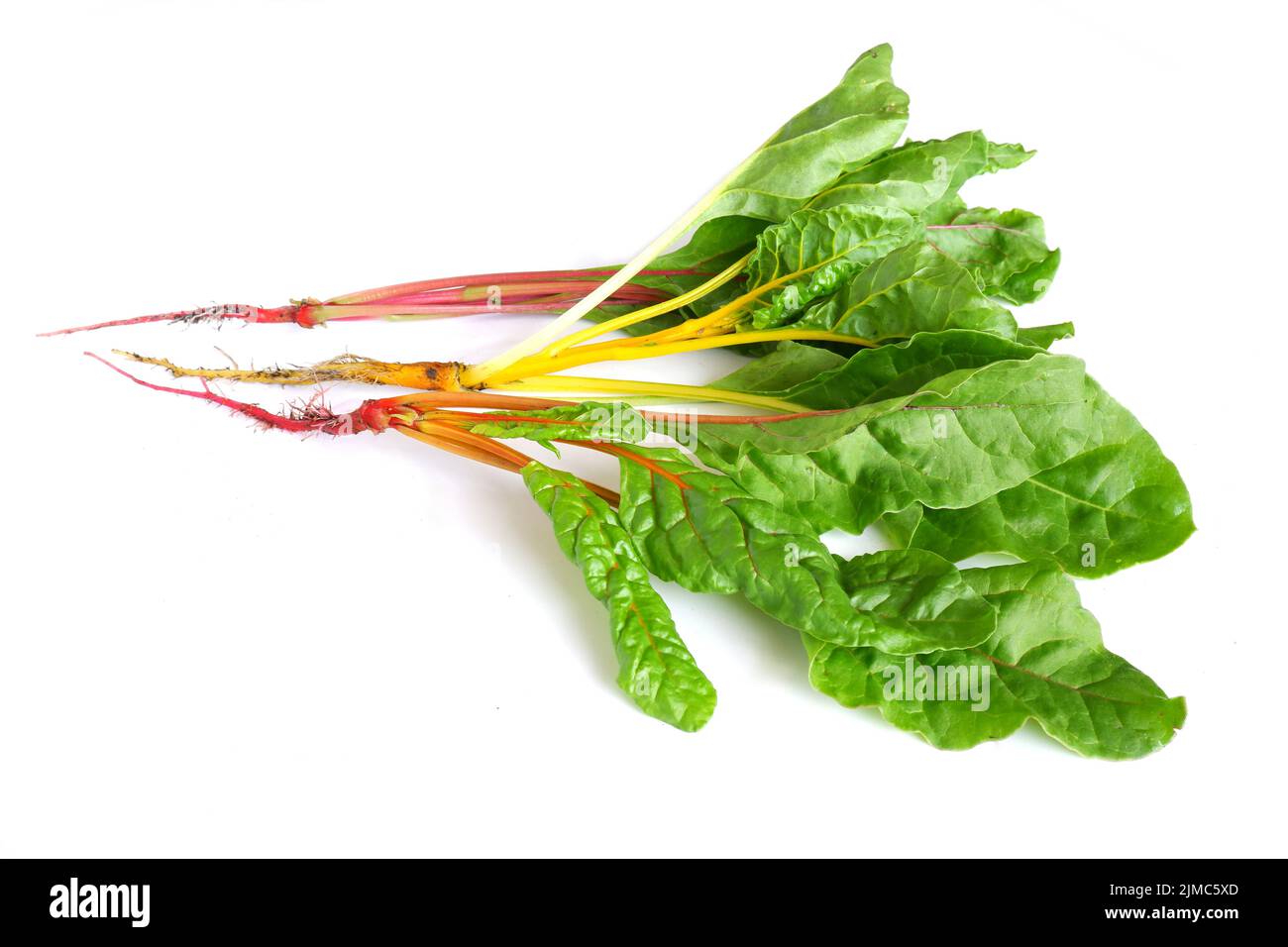 Leaves of red, orange and yellow chard on a white background. Useful ...