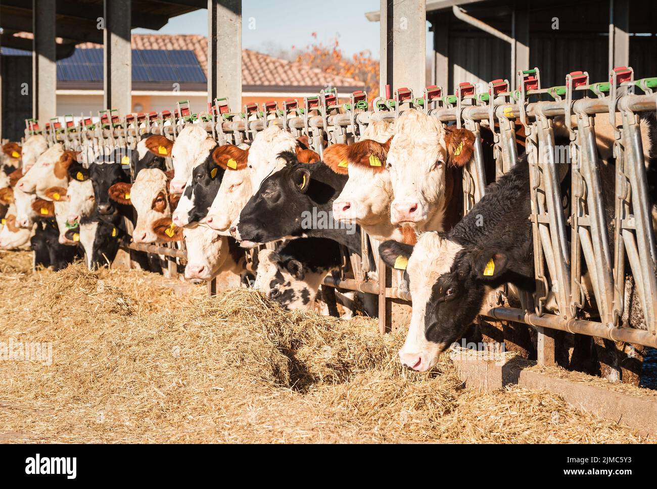 Cows eating hay in cowshed Stock Photo - Alamy