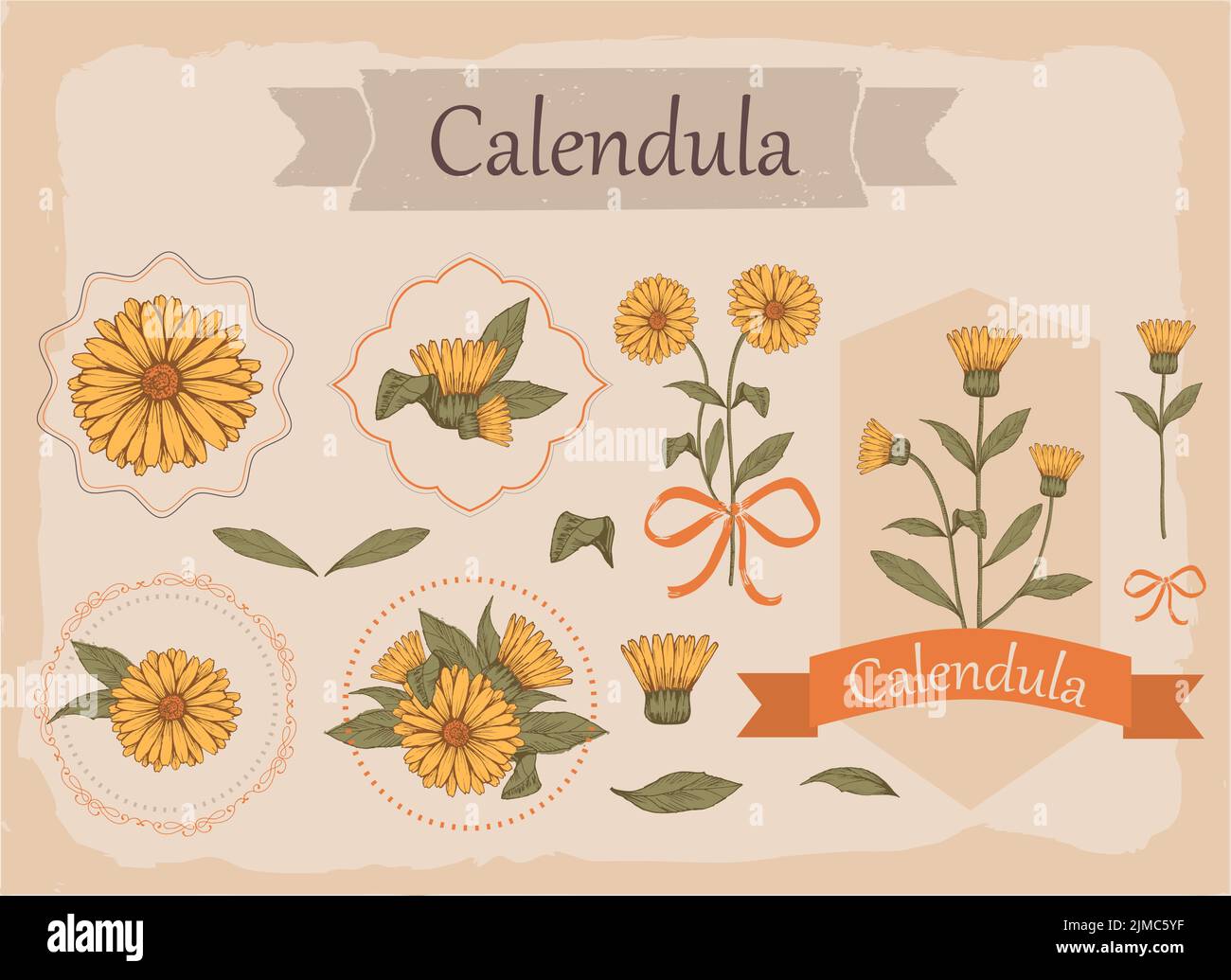 Calendula officinalis wild Stock Vector Images - Alamy