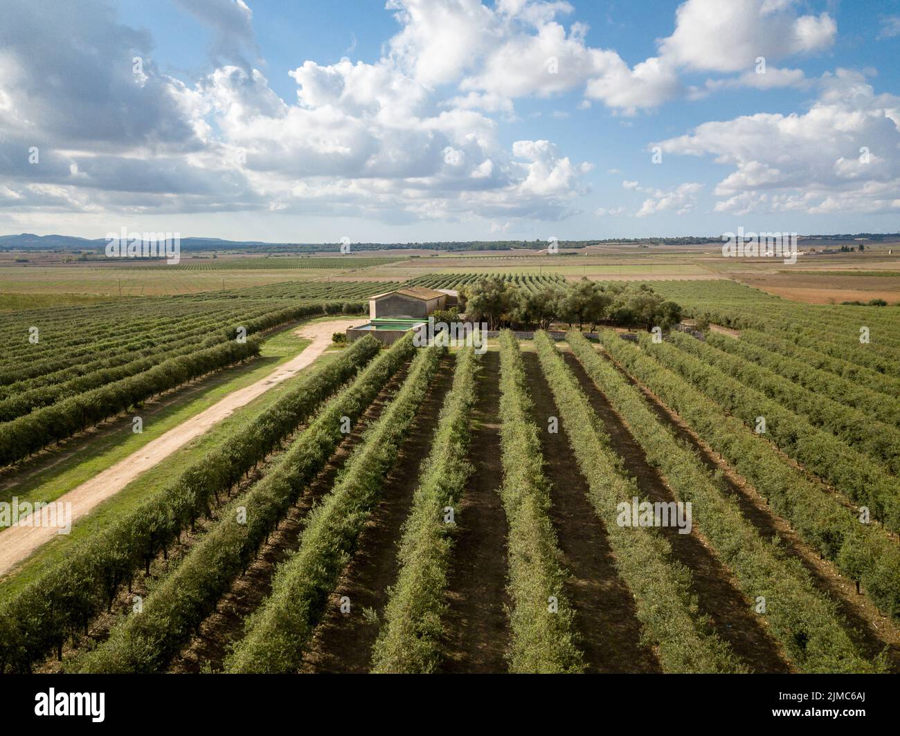 Aerial Landscape View Agricultural Olive fields in Mallorca, Spain ...