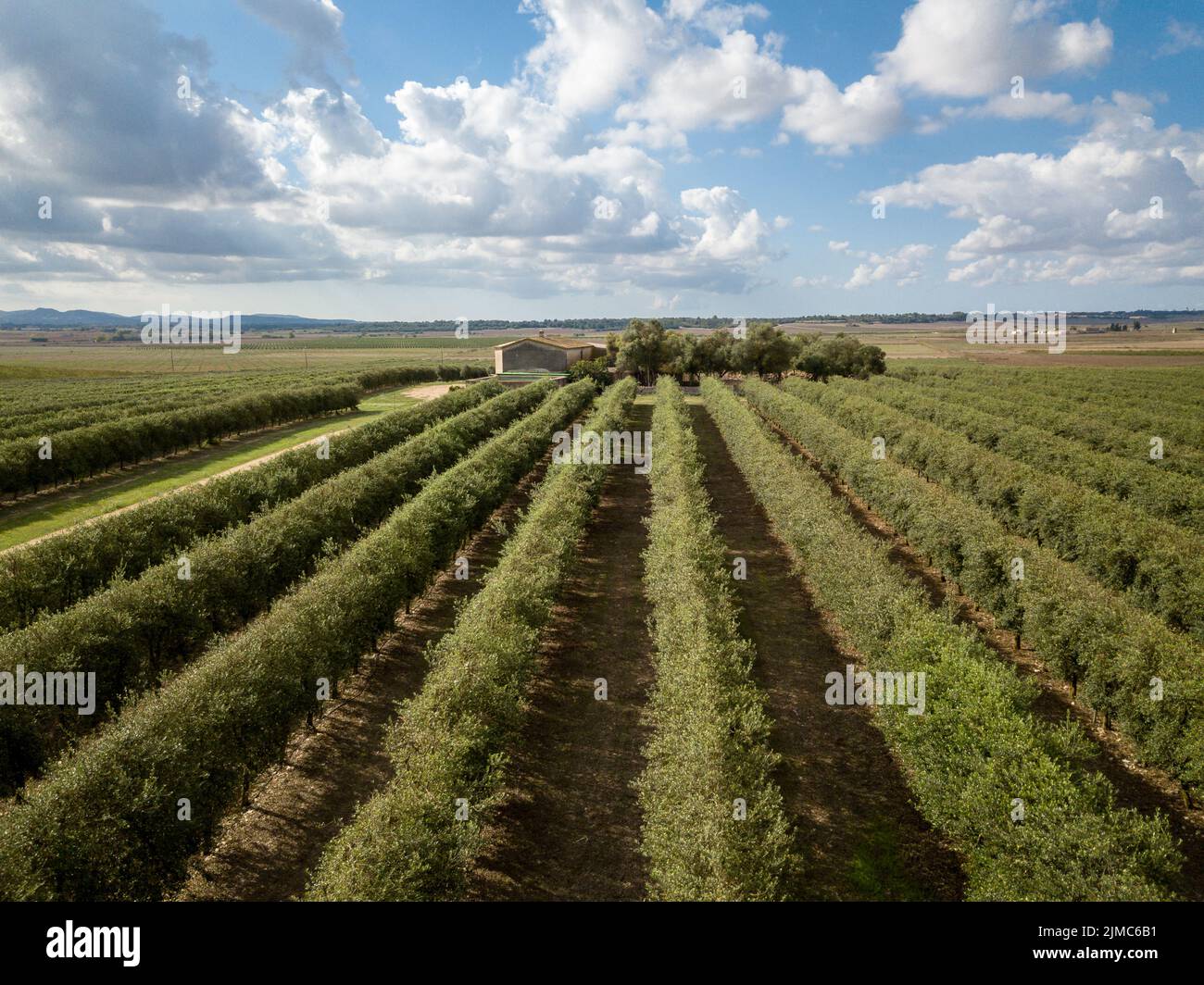 Natural olive tree view hi-res stock photography and images - Alamy