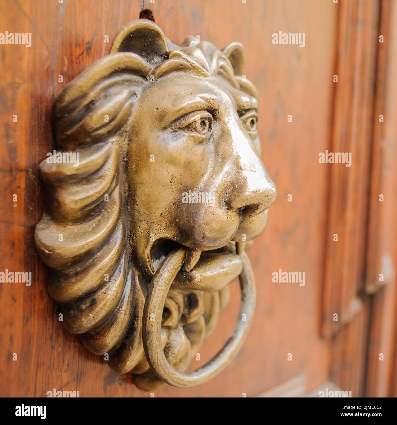 Dusty lion hi-res stock photography and images - Alamy