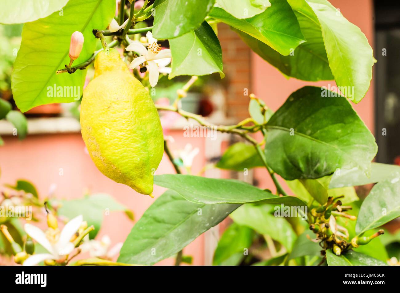 Yellow lemon hanging on tree Stock Photo - Alamy
