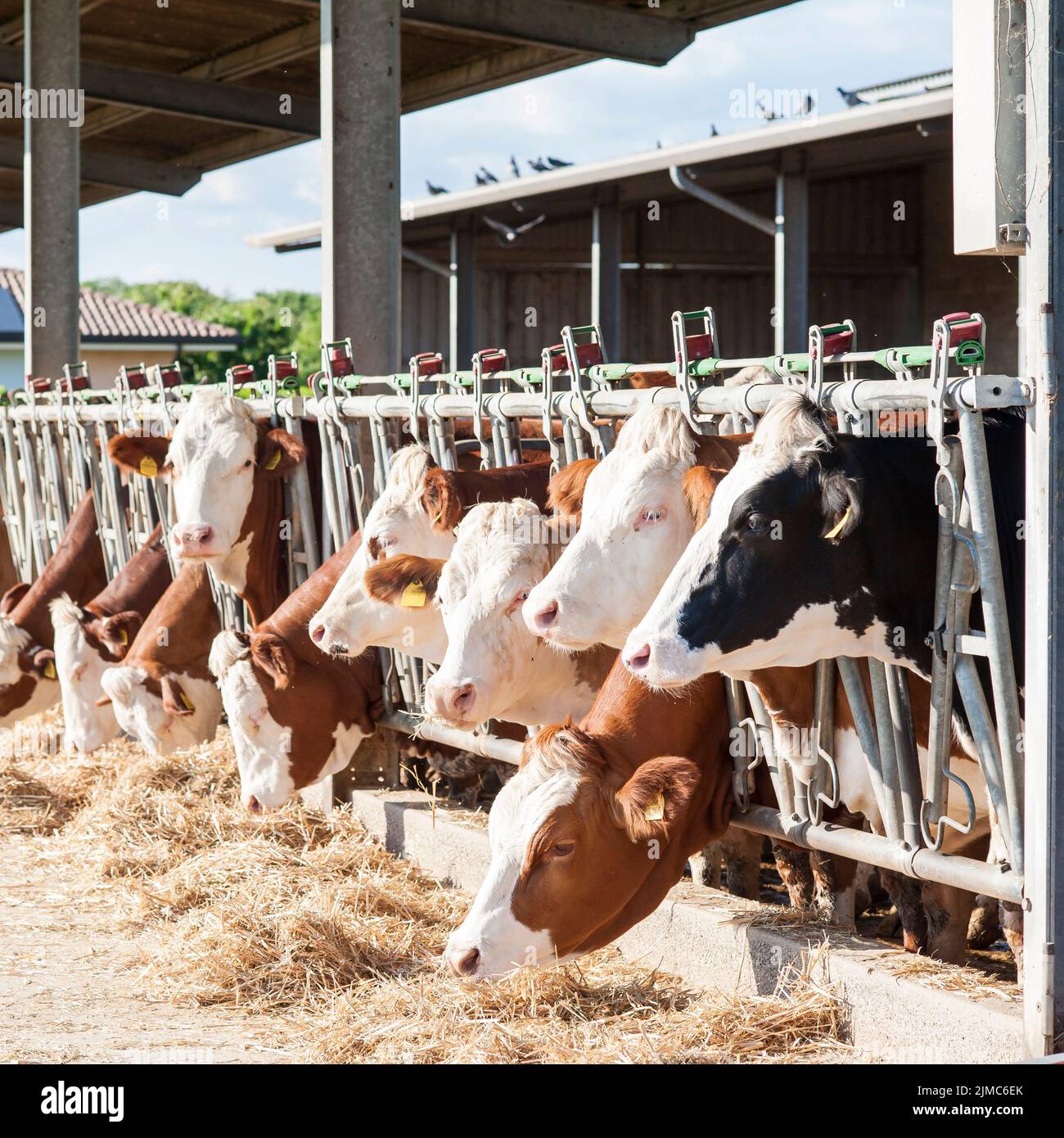 Cows eating hay in cowshed Stock Photo - Alamy