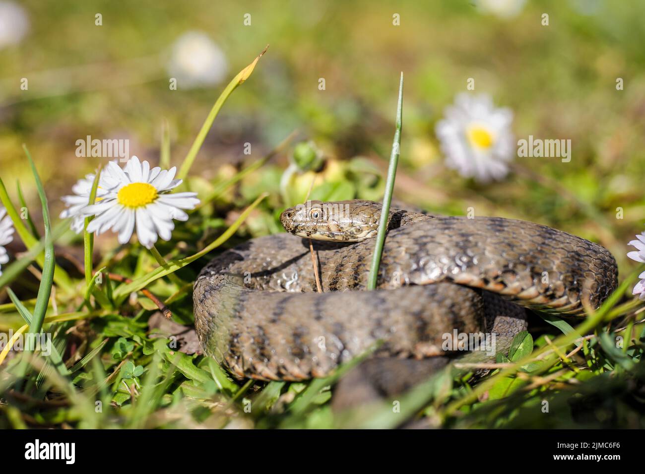 Asp snake hi-res stock photography and images - Alamy