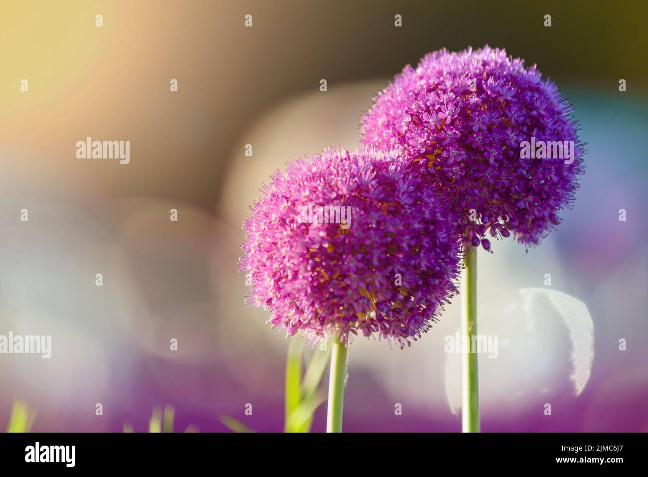 Allium flowers growing in the garden. Purple allium flowers. Round ...