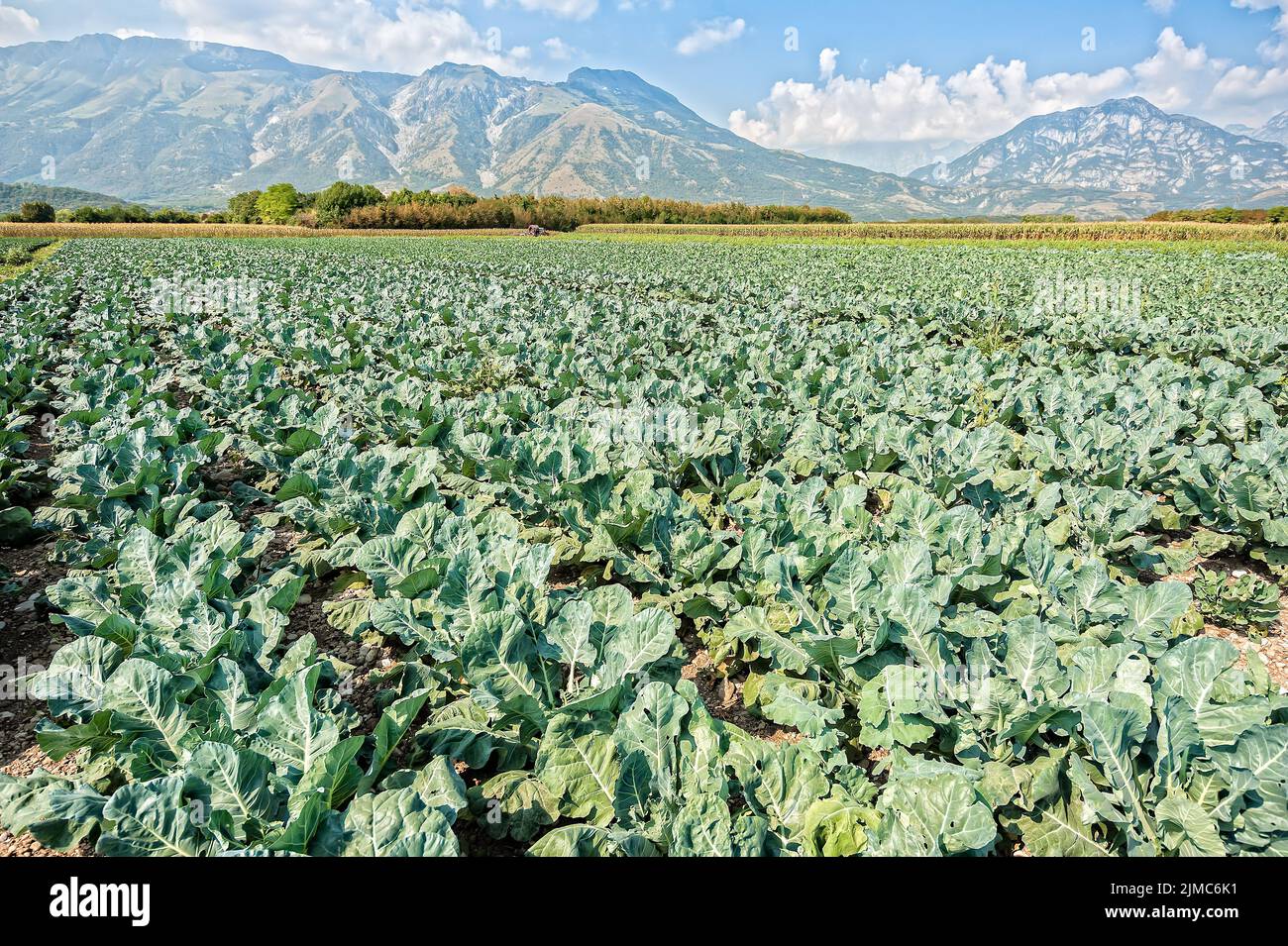 Great field of broccoli on a summer day Stock Photo - Alamy
