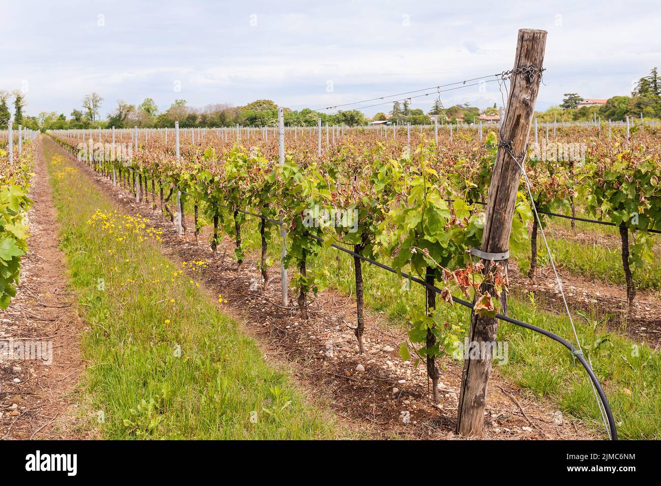Damage on a vineyard, hit by a late frost in spring Stock Photo - Alamy