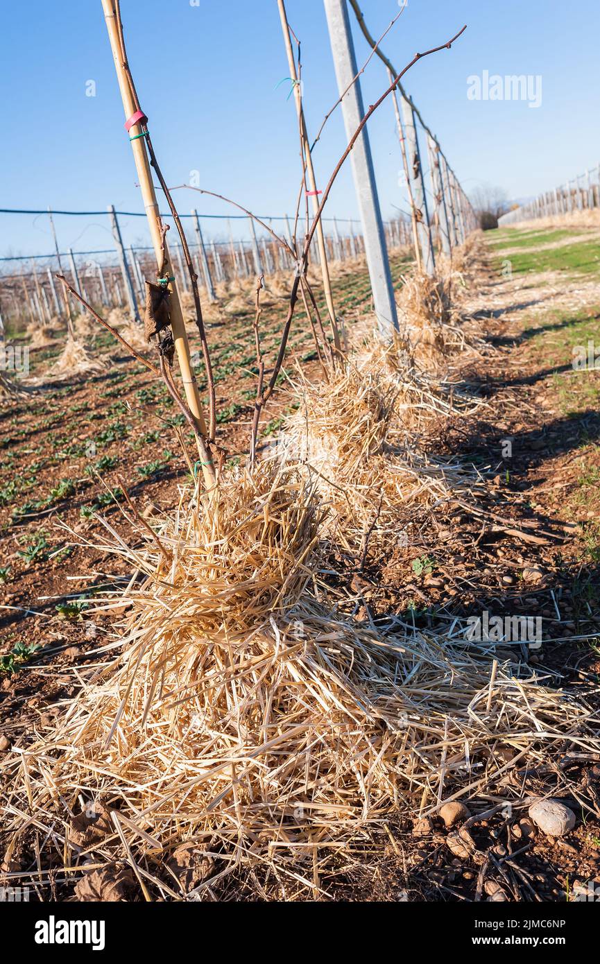 Mulching the roots of young trees of Kiwy with straw Stock Photo - Alamy