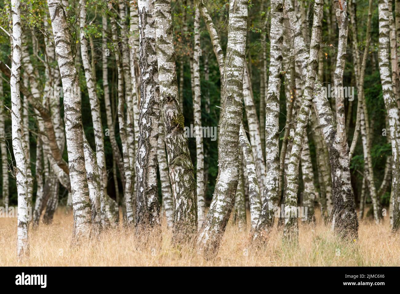 Birch grass hi-res stock photography and images - Alamy
