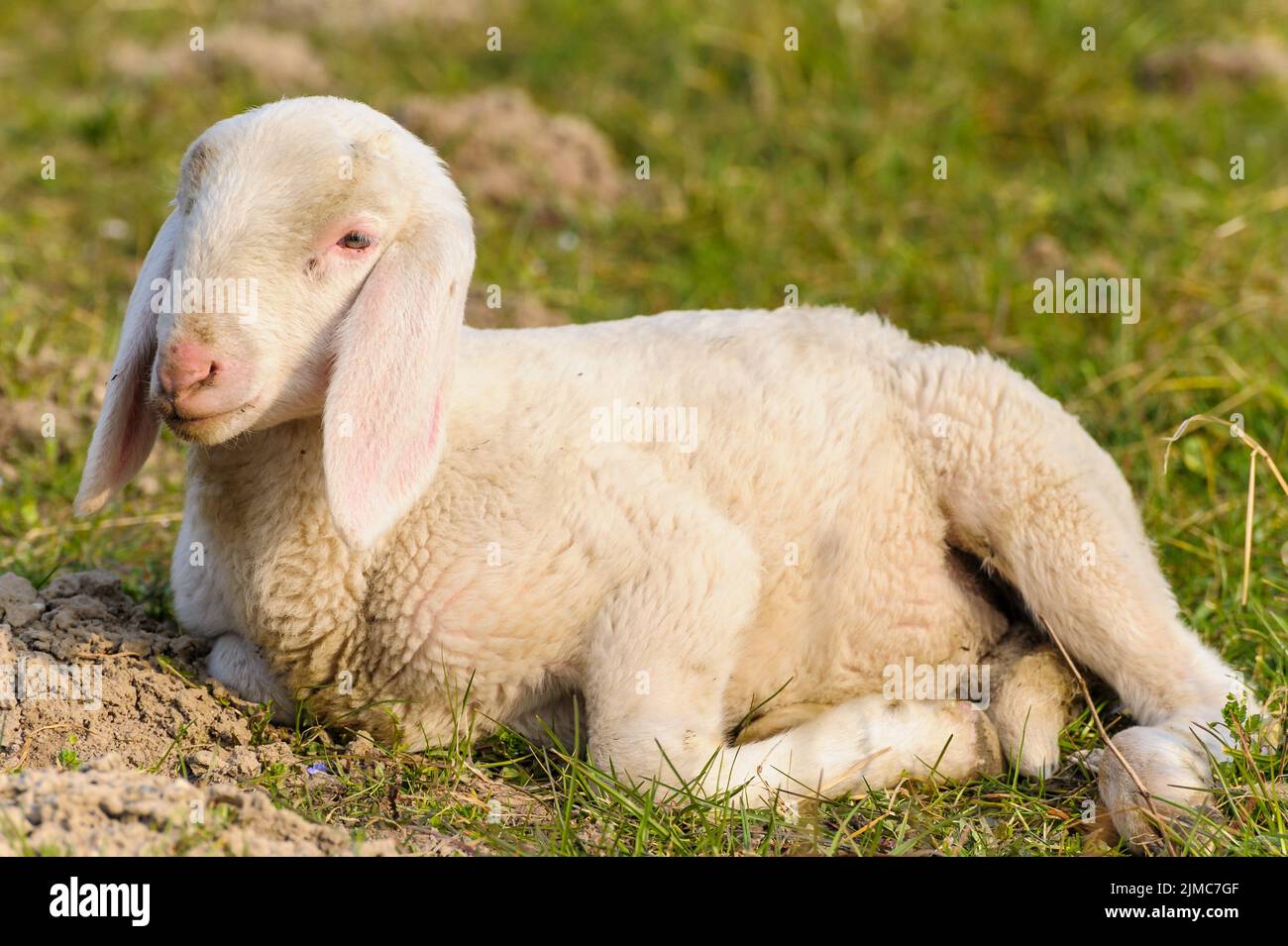 Portrait of lamb Stock Photo - Alamy