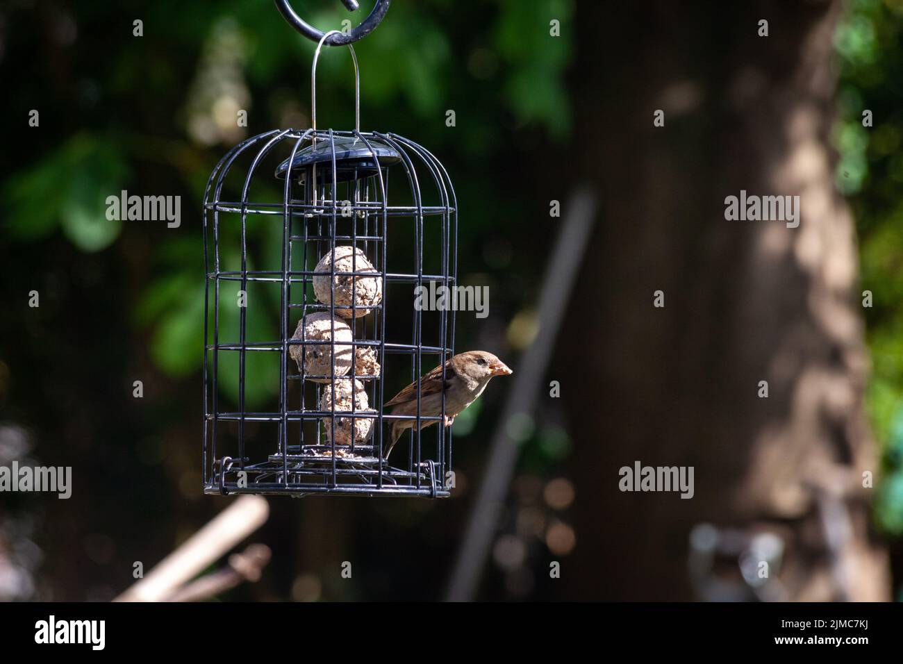 Flying birds eating fatballs or bird food in an overgrown, wild garden ...