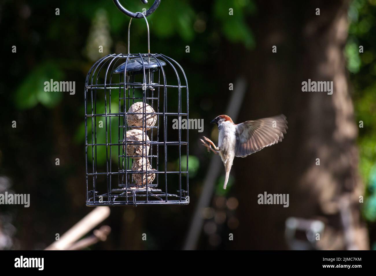 Flying birds eating fatballs or bird food in an overgrown, wild garden ...