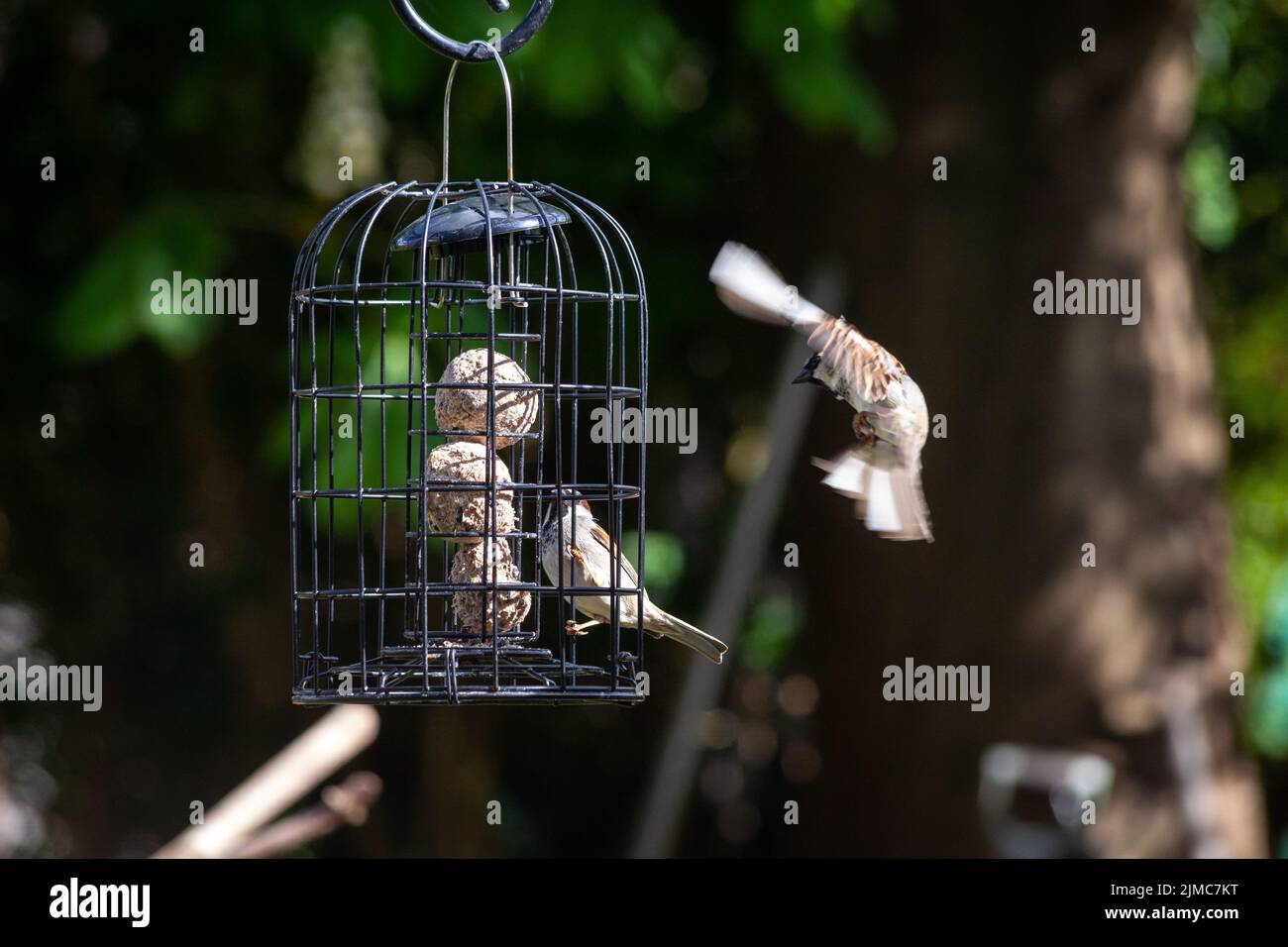 Flying birds eating fatballs or bird food in an overgrown, wild garden ...