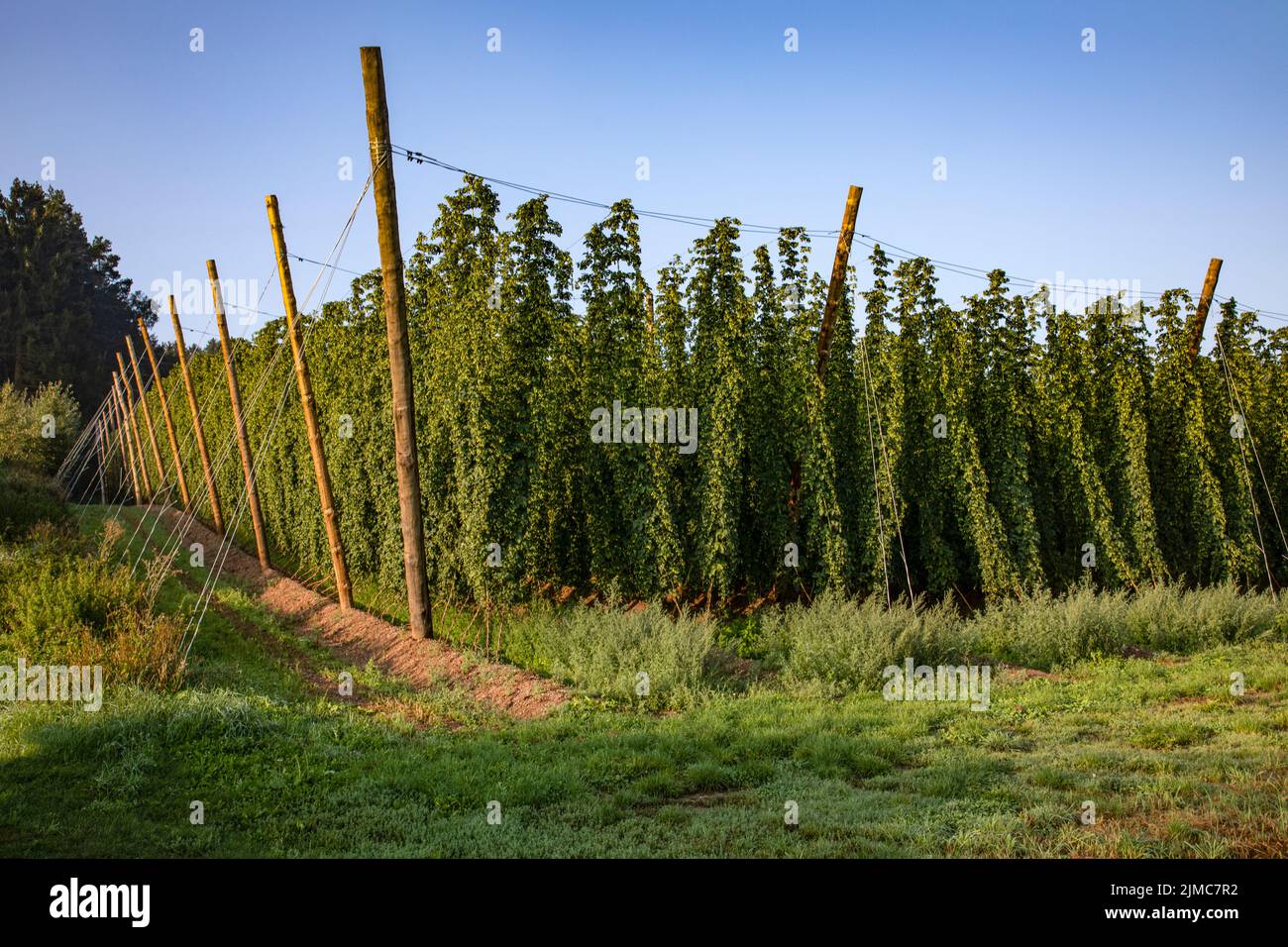 Landscape hop growing Stock Photo - Alamy