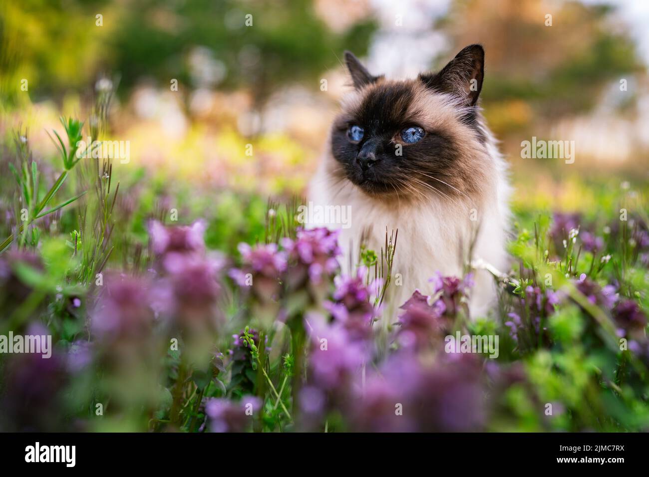 Balinese cat in the garden Stock Photo - Alamy