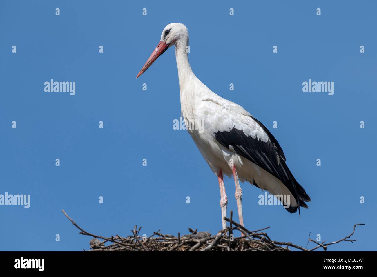 Stork on a big nest Stock Photo - Alamy