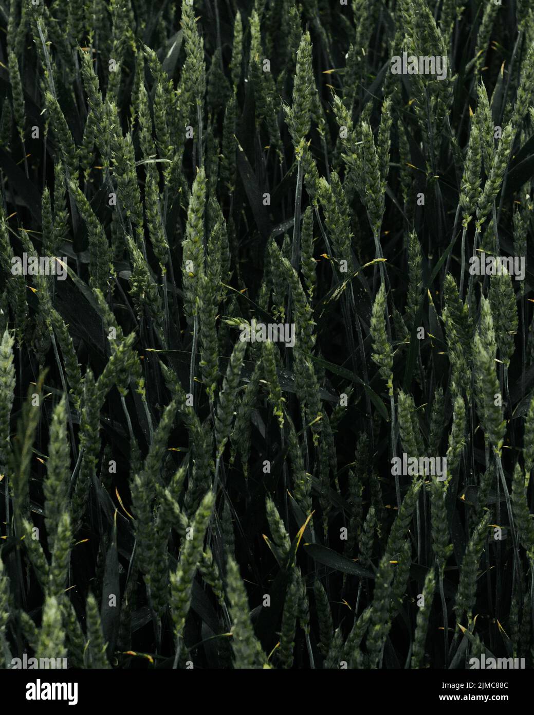 Vertical wallpaper green wheat hi-res stock photography and images - Alamy