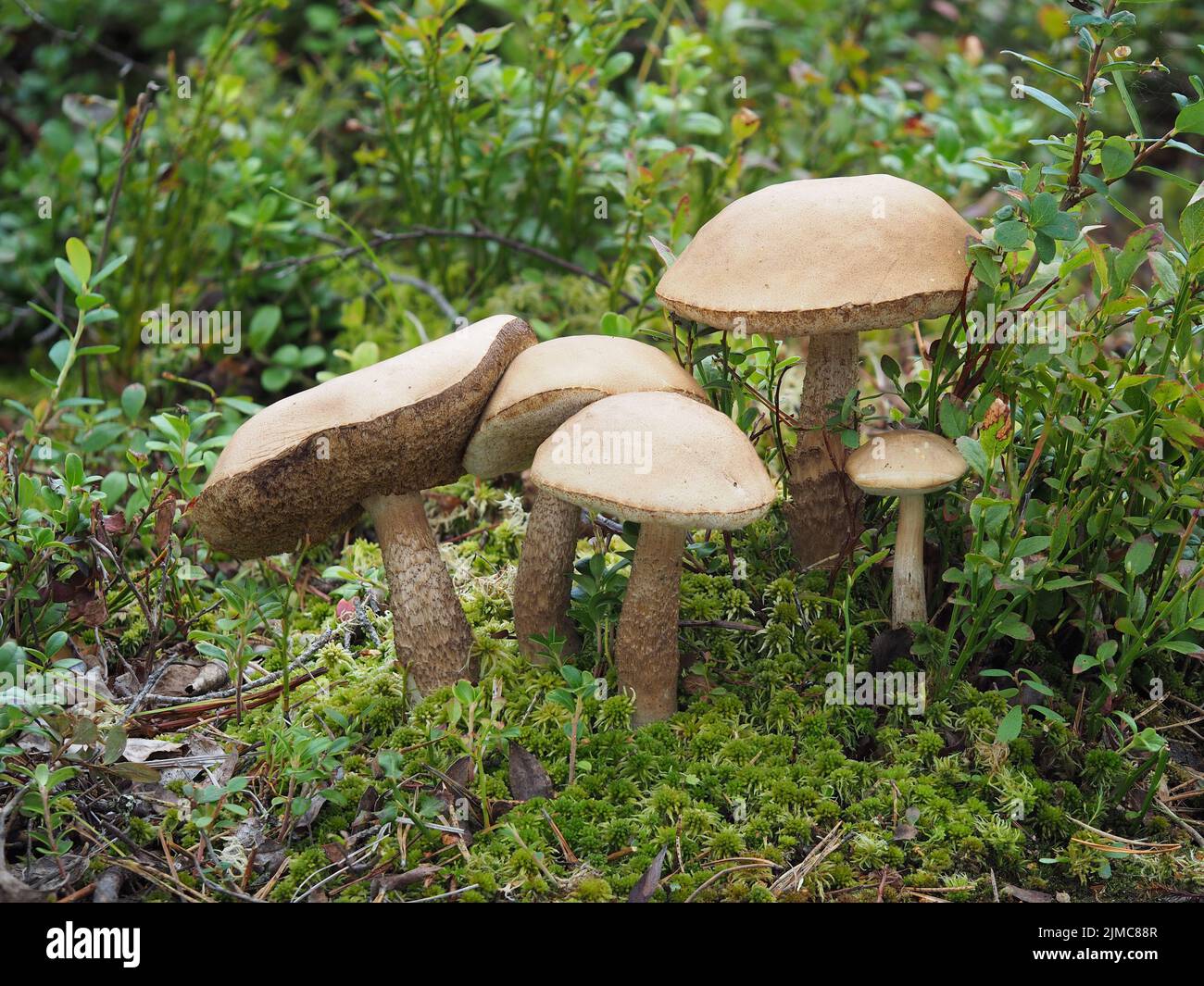Rough-stemmed bolete, scaber stalk, birch bolete Stock Photo - Alamy