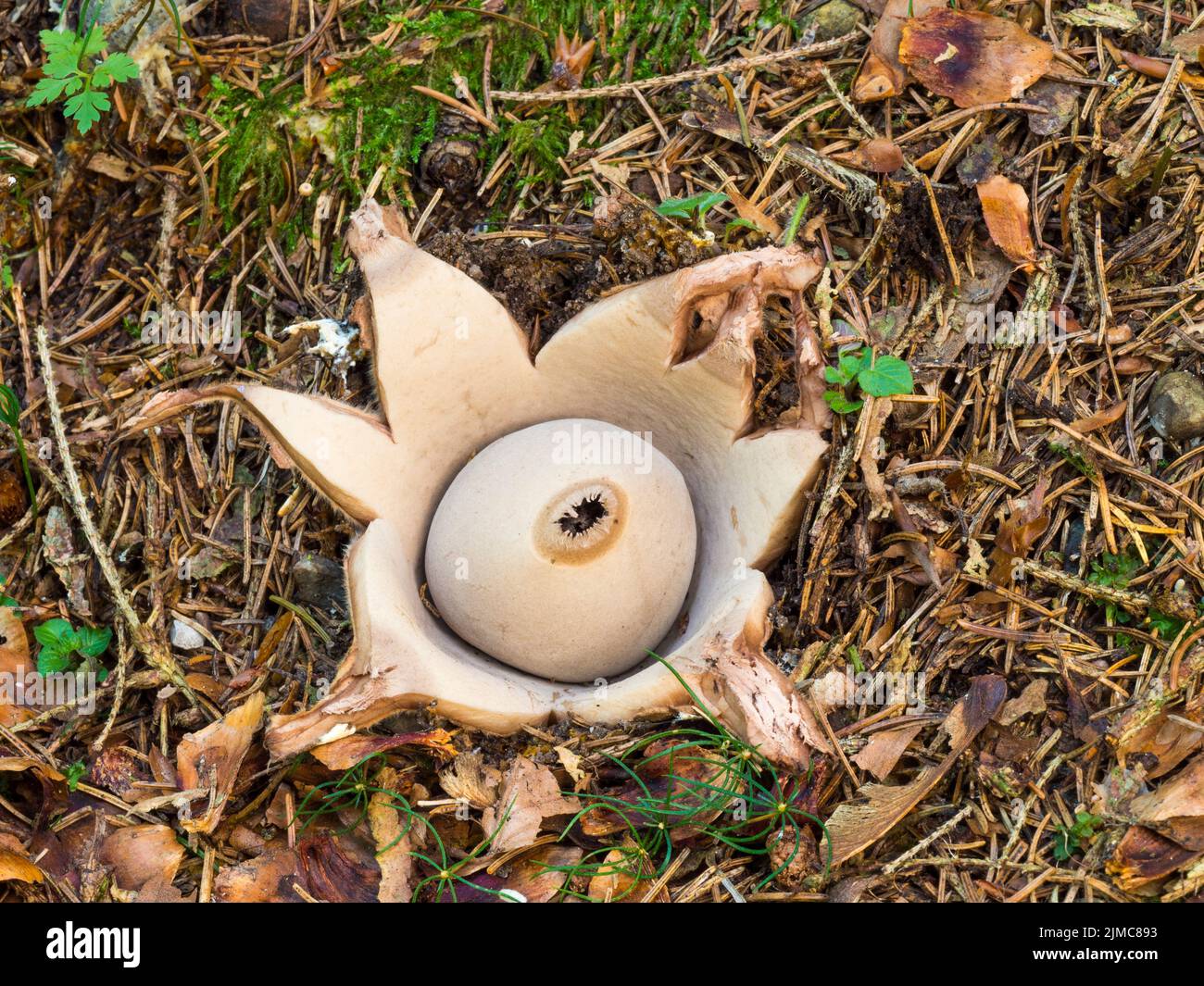 Collared earthstar, geastrum triplex Stock Photo - Alamy