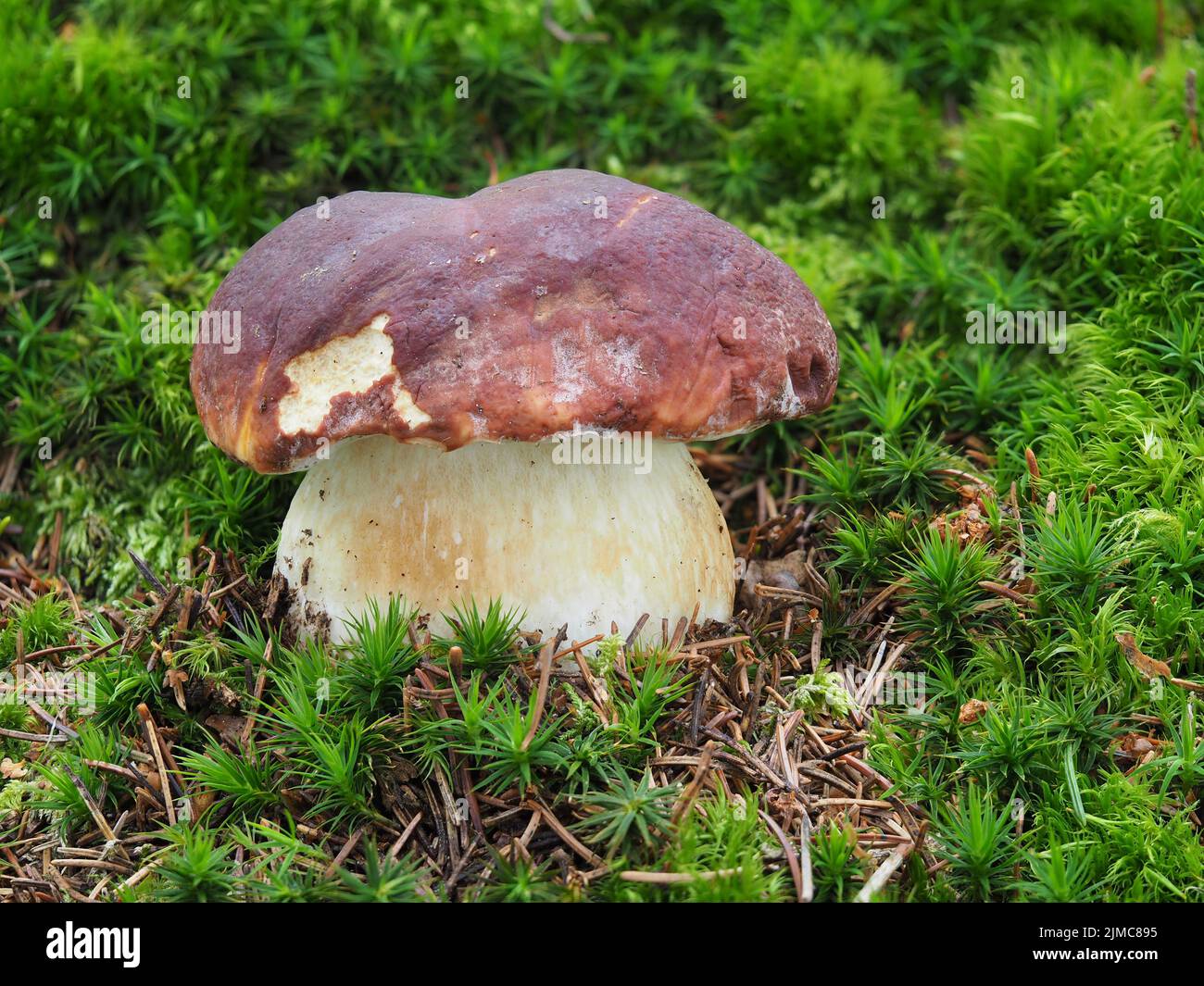 Pinewood King Bolete, Boletus pinophilus Stock Photo - Alamy