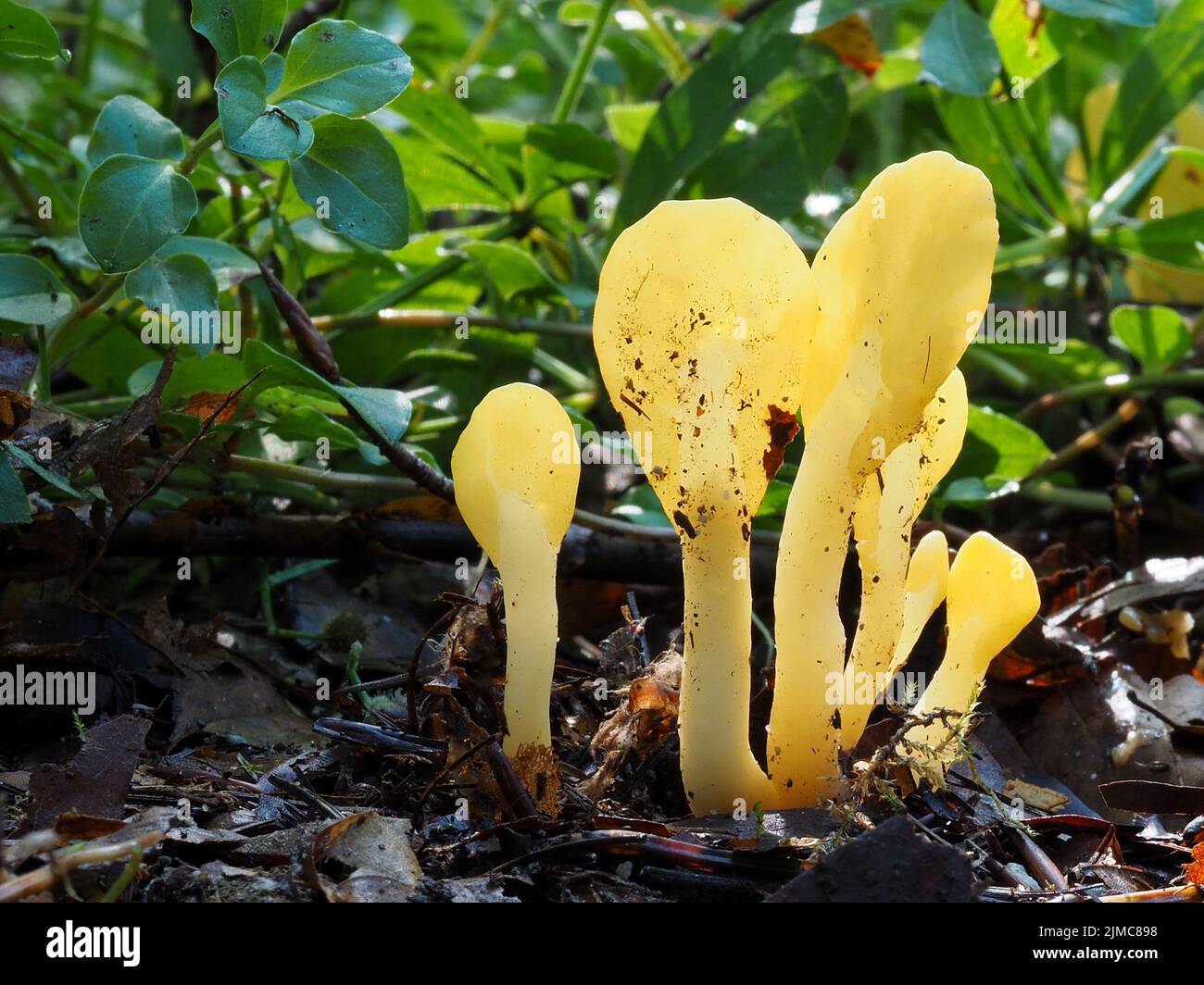 Yellow earth tongue, yellow fan, Spathularia flavida Stock Photo - Alamy