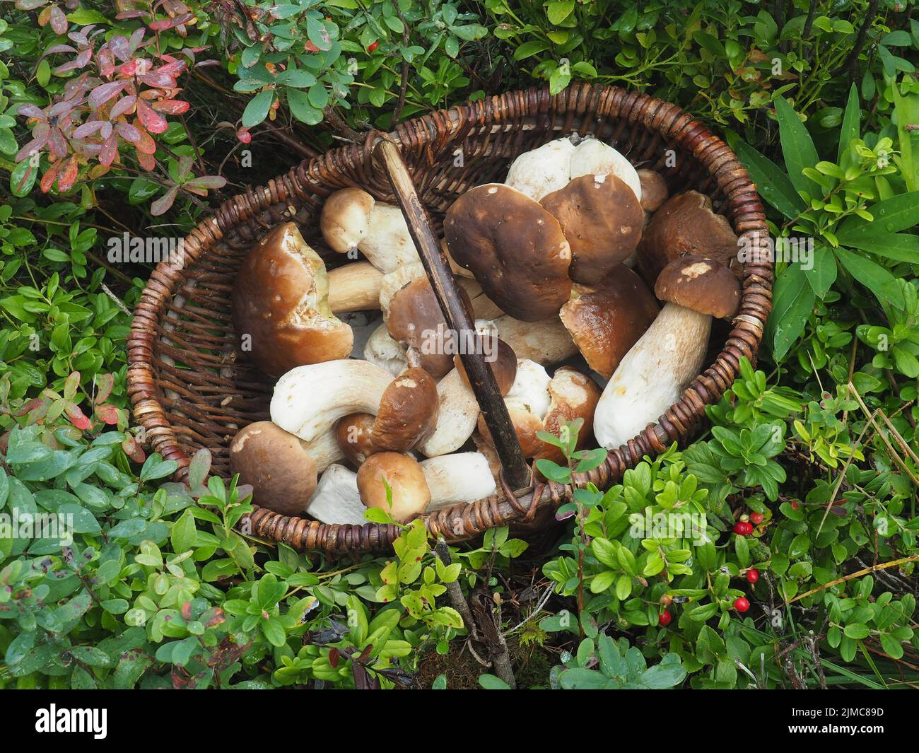 Basket with porcini mushrooms Stock Photo - Alamy